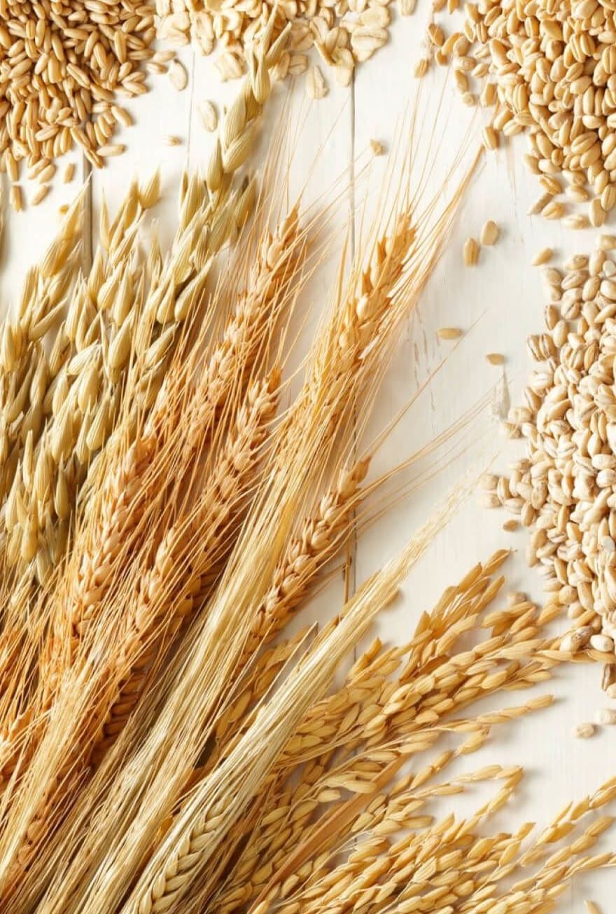 Sipal Sipadry-Pioca 10 - Meurens Natural SA - Bulking Agent