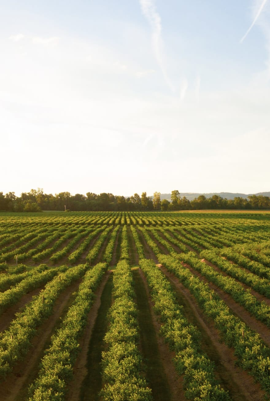 Berol 266 - Nouryon - Emulsifier - EPA Registered - Knowde