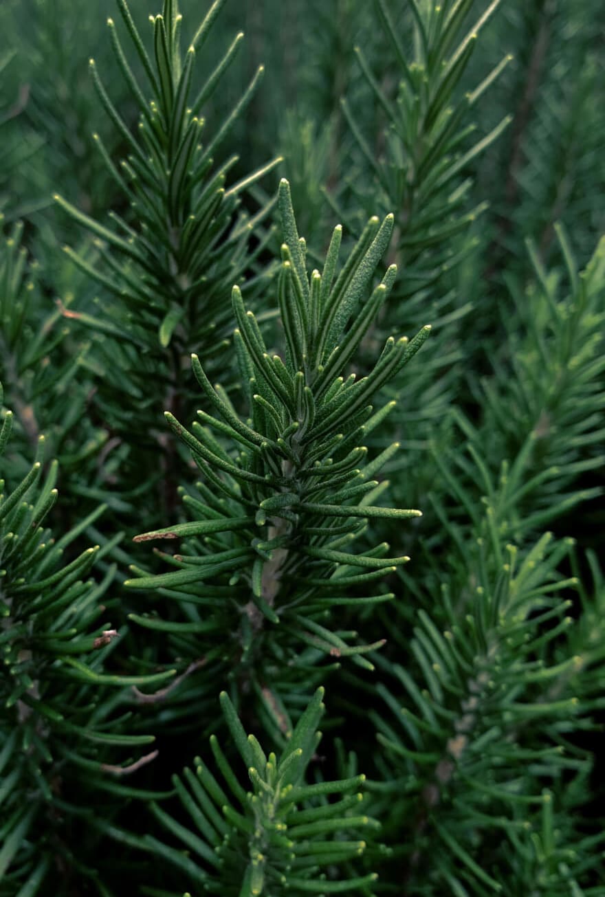 Naturex - Givaudan - Naturex - Knowde