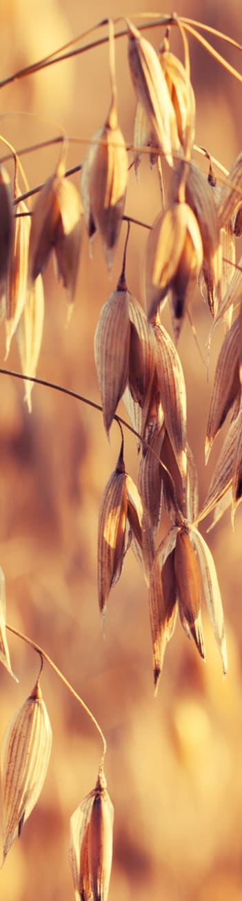 Documents - Buffalo Creek Mills - Knowde