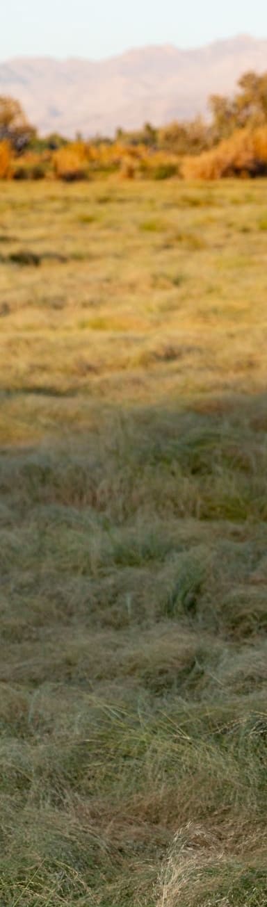 Desert Oasis Teff - Sorghum Grain - Allergen-free - FDA Approved