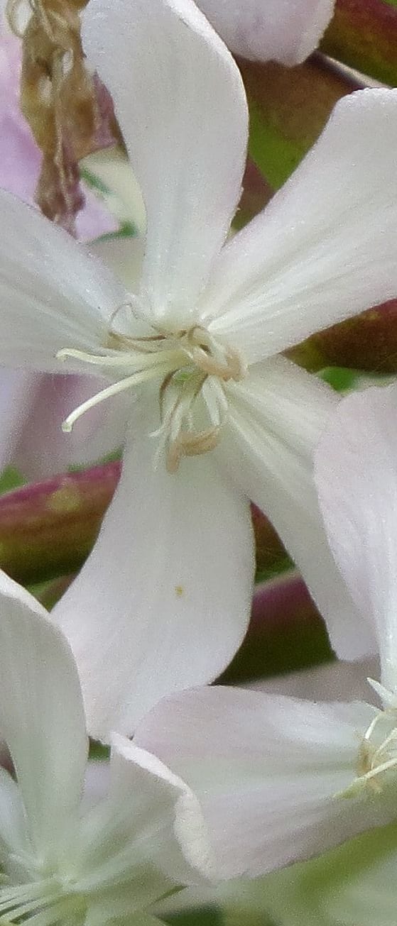 Sapogel Q - Alchemy Ingredients - Quillaja Saponaria Wood Extract