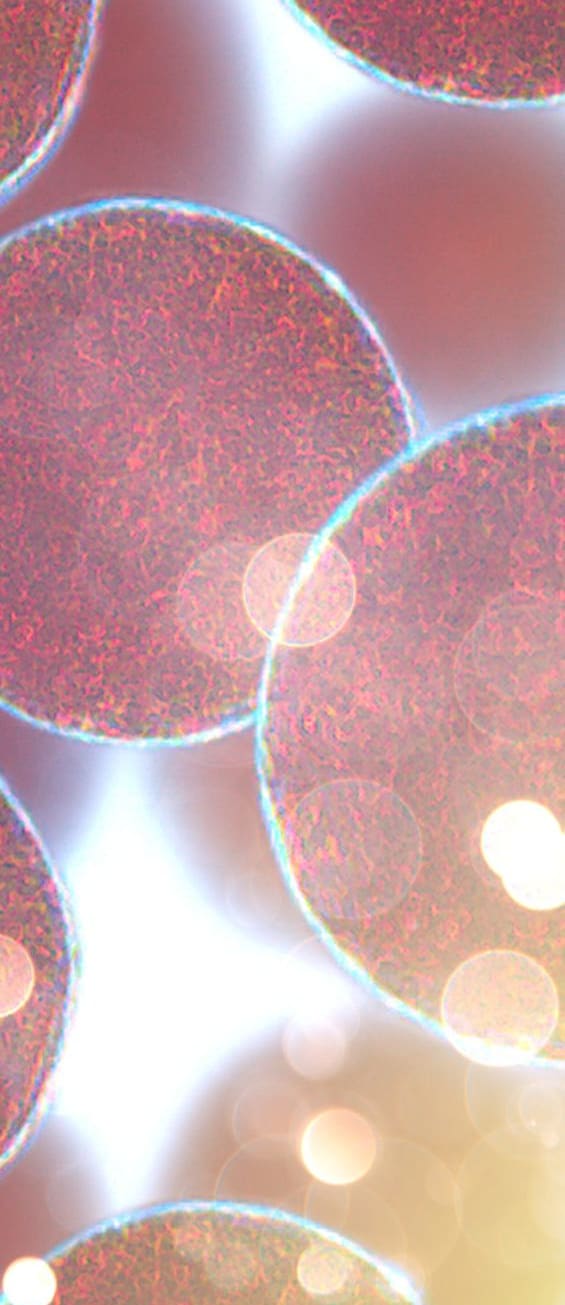 NOVASTA - AstaReal - Astaxanthin - Animal Nutrition - Knowde