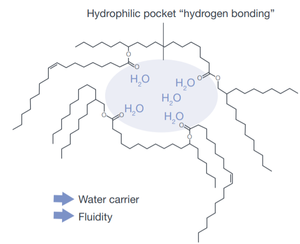 innollient - Innovacos - Polyhydroxystearic Acid - Dispersant