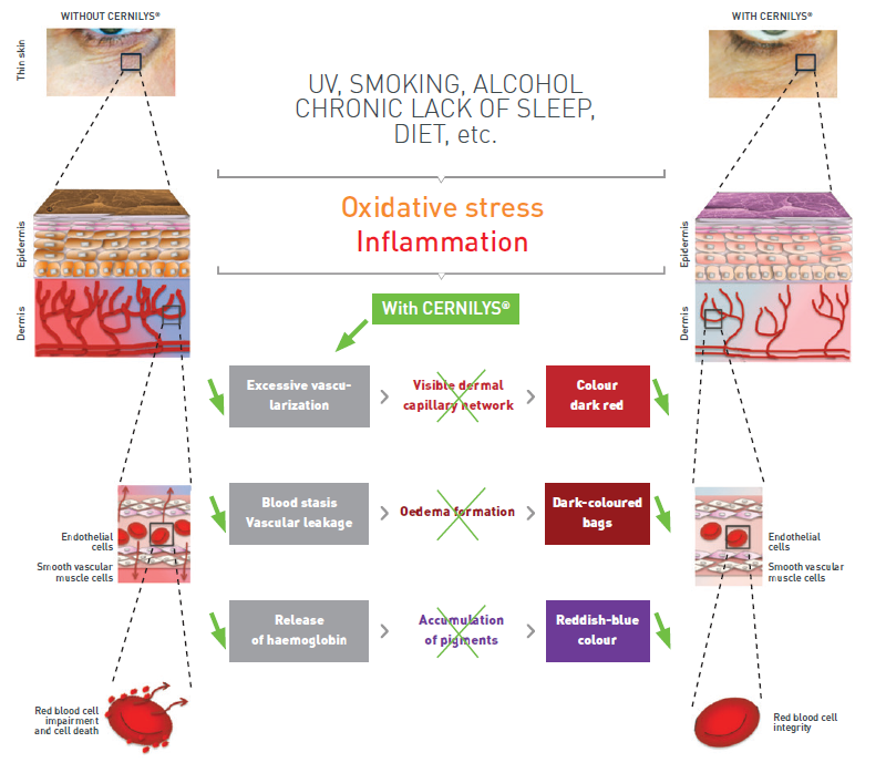 Cernilys - Greentech - Cedrus Atlantica Bark Extract - 92201-55-3