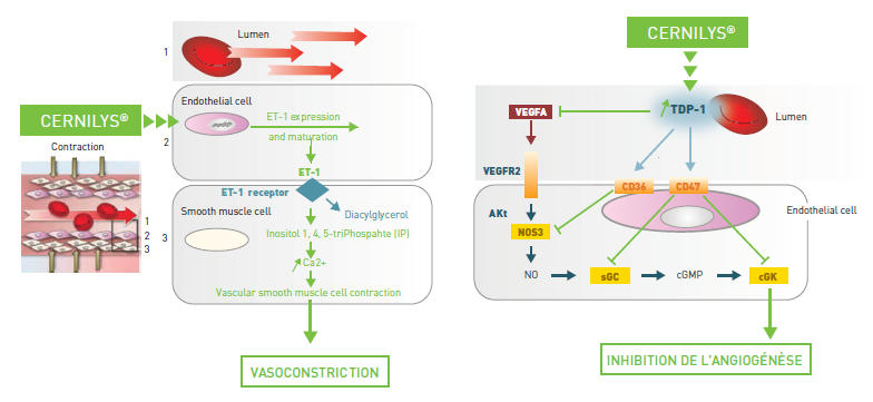 Cernilys - Greentech - Cedrus Atlantica Bark Extract - 92201-55-3