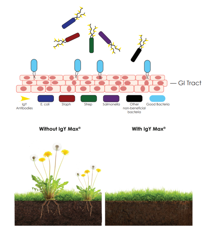 IgY Max - IgY Nutrition - Immunoglobulin Y - Prebiotic - GRAS