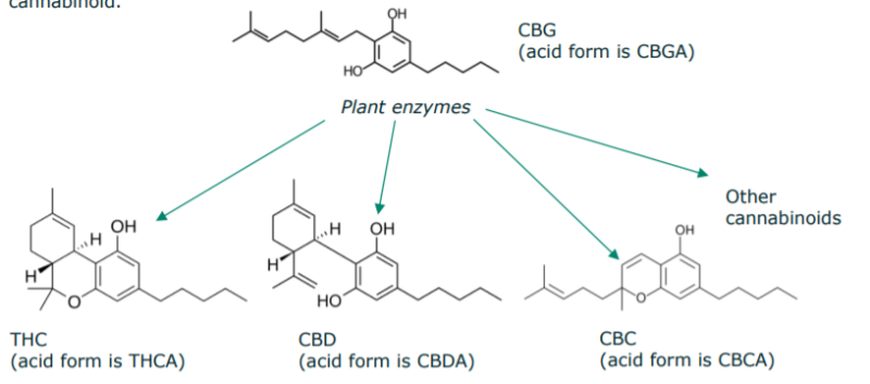 Creo - Cannabigerol - 25654-31-3 - Environmentally Friendly