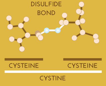CYNATINE TOP - LC Ingredients - Keratin - Anti-Aging Agent