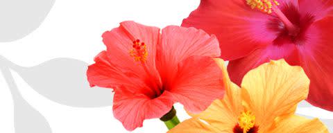 Products - Flavor Producers - Knowde