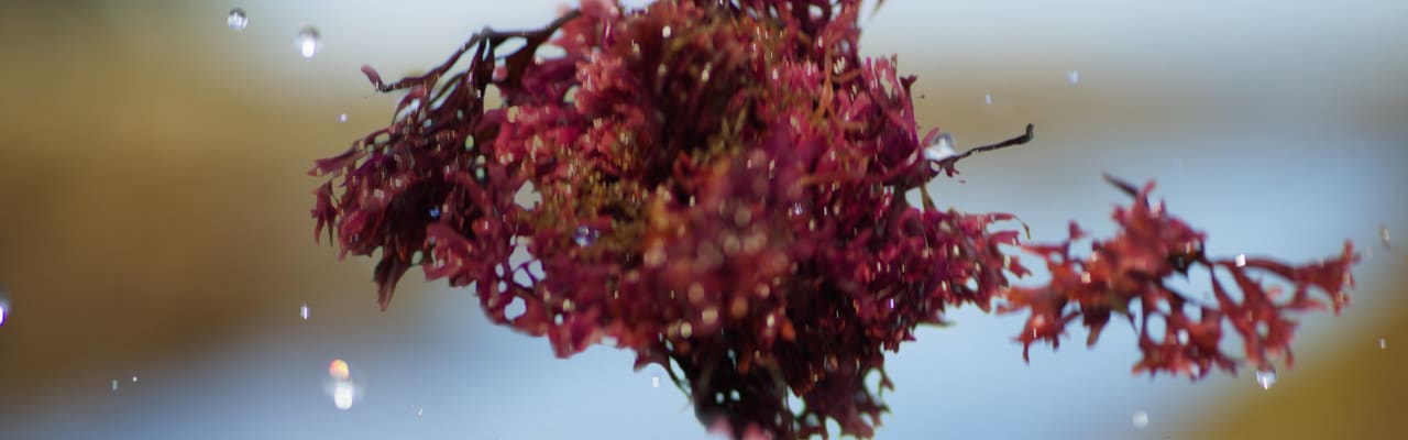 Products - CEAMSA - Knowde