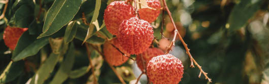 Products - Flavorchem & Orchidia Fragrances