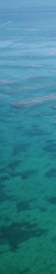 CEAMPECTIN - - Ceamsa - Pectin - EC No.1907/2006 - Knowde