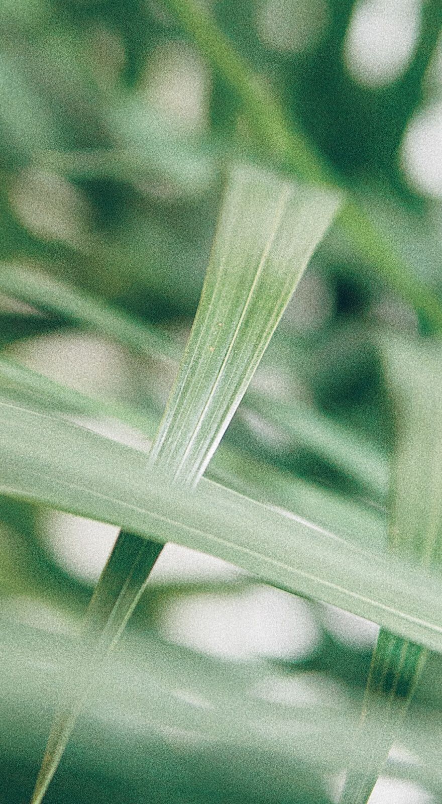 Dermol - GL-7A - ALZO International - Glycereth-7 Triacetate