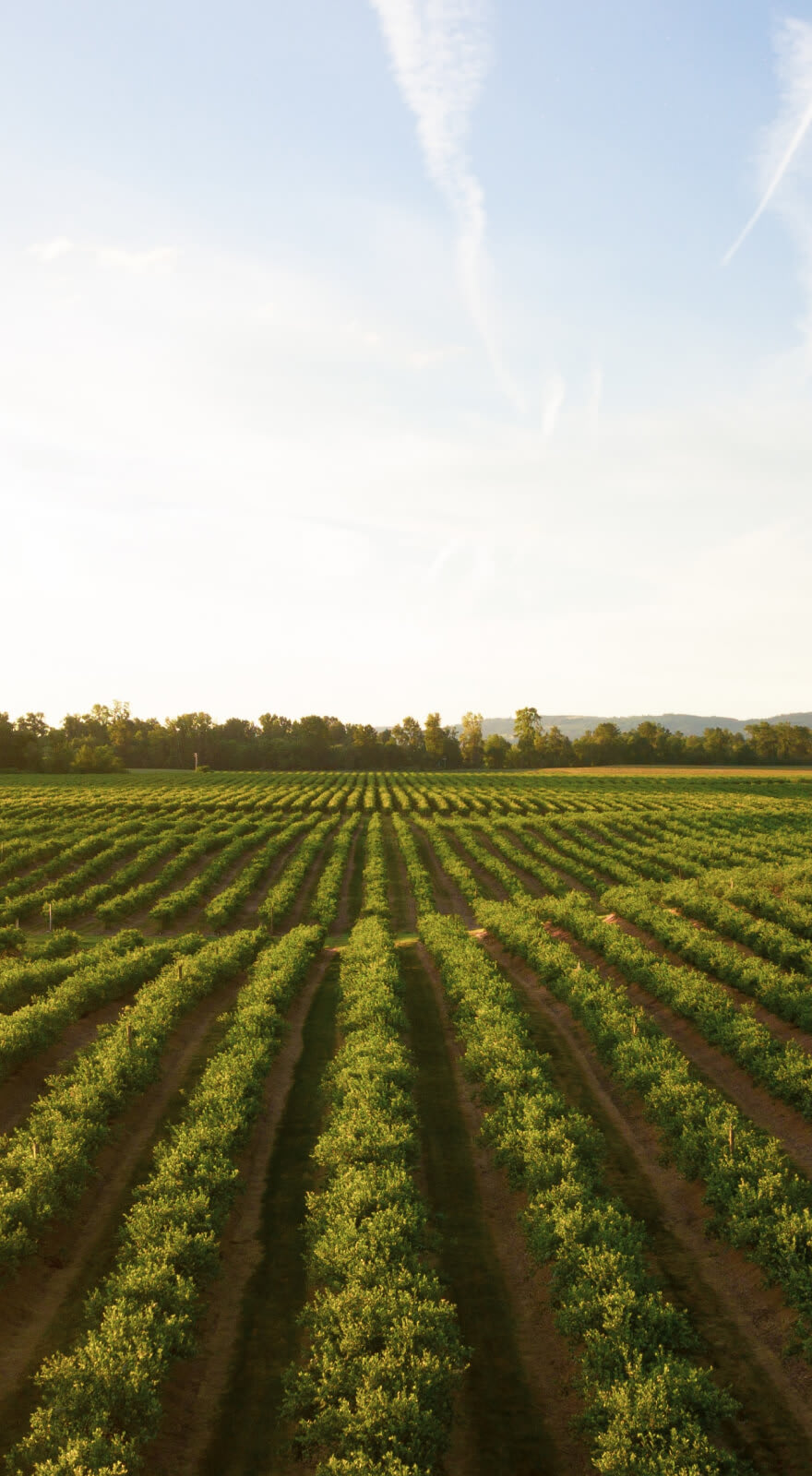 Akucell Cellulose Gum - Nouryon - Knowde