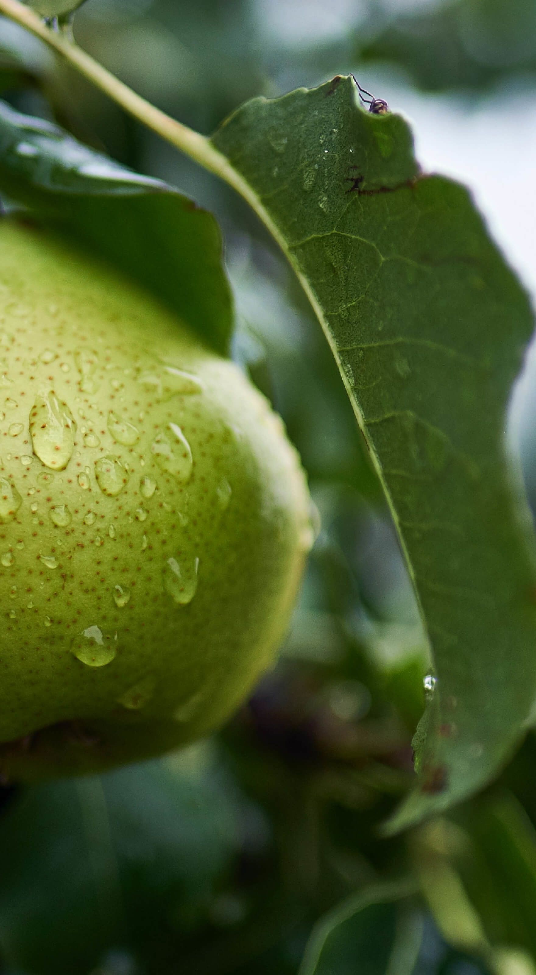 Nactarome - Natural Flavours - Natural Colours - Food - Knowde
