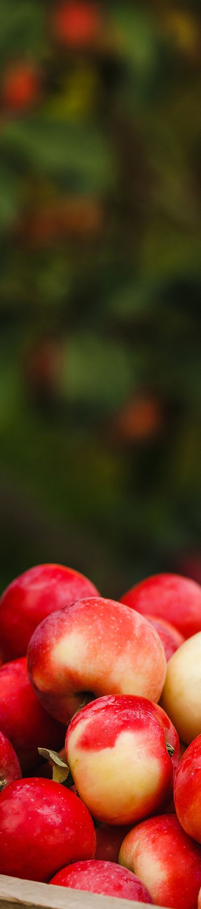 FruitSmart - Juices - Purees - Concentrates - Food Processing