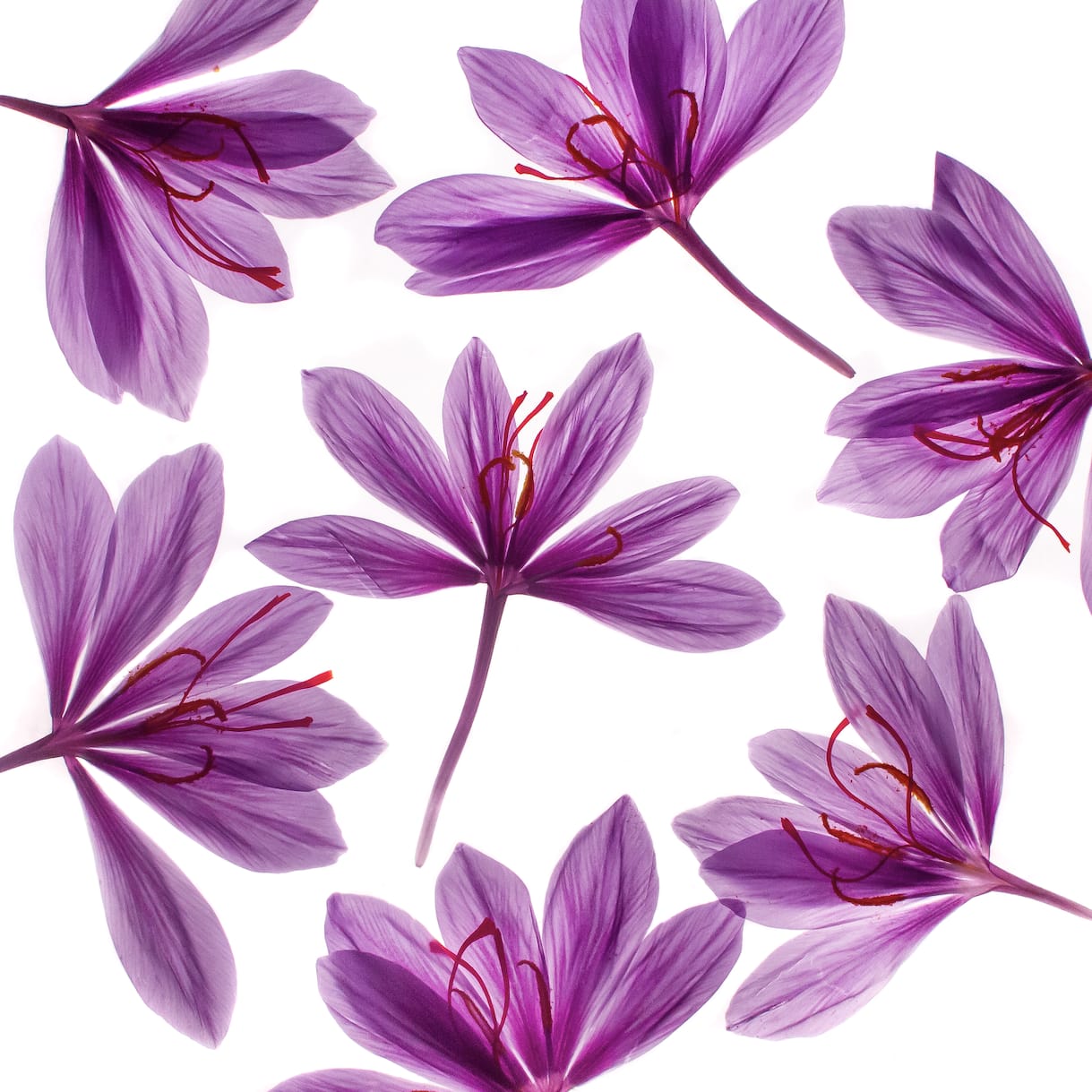 Activ'Inside - Neuronutrition - Nutricosmetics - Knowde