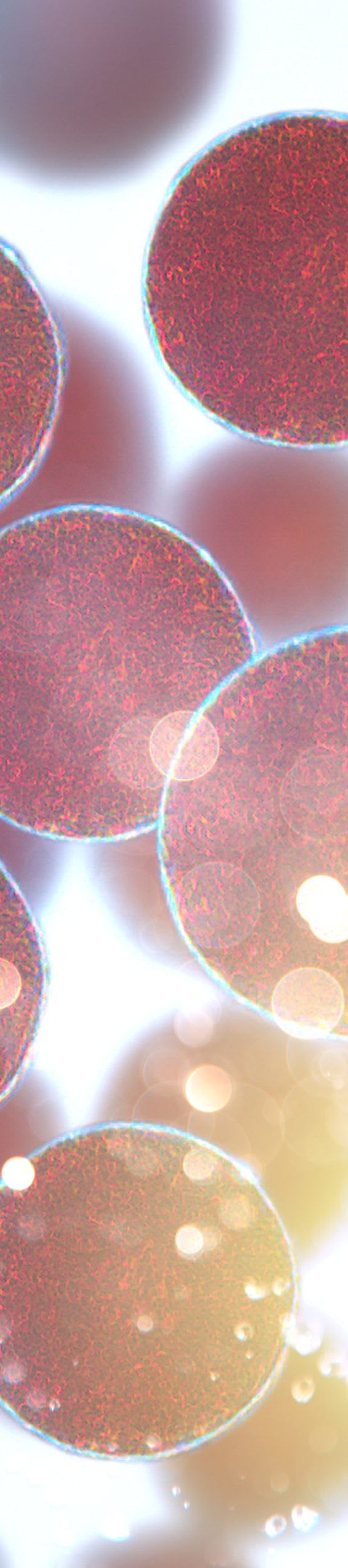 NOVASTA - AstaReal - Astaxanthin - Animal Nutrition - Knowde