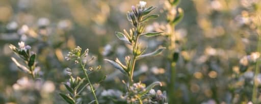 Stratum Nutrition - Knowde