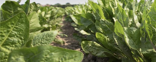 Frutafit - Sensus - Prebiotic - Soluble dietary fiber - Knowde