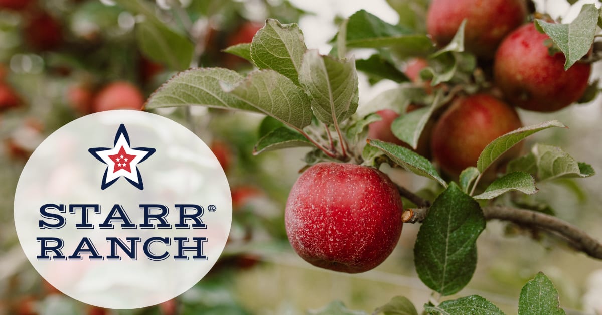 Starr Ranch Growers Dark Red Sweets Cherries - Dark Sweet Cherry