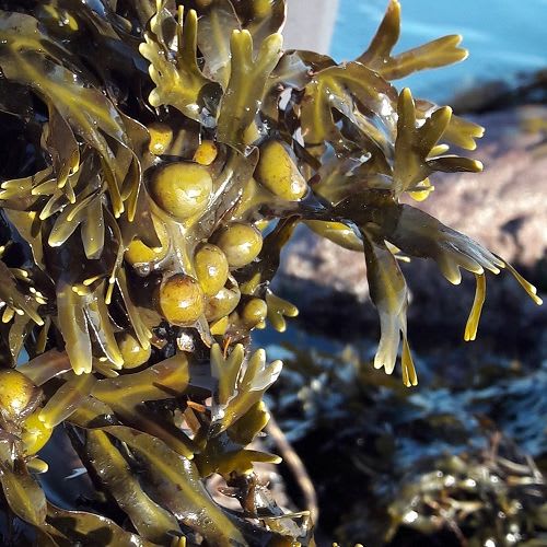 Seagreens - Nutrition - Seaweeds - Sustainability - Knowde