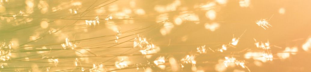 Actera CGE | Actera Ingredients | Knowde